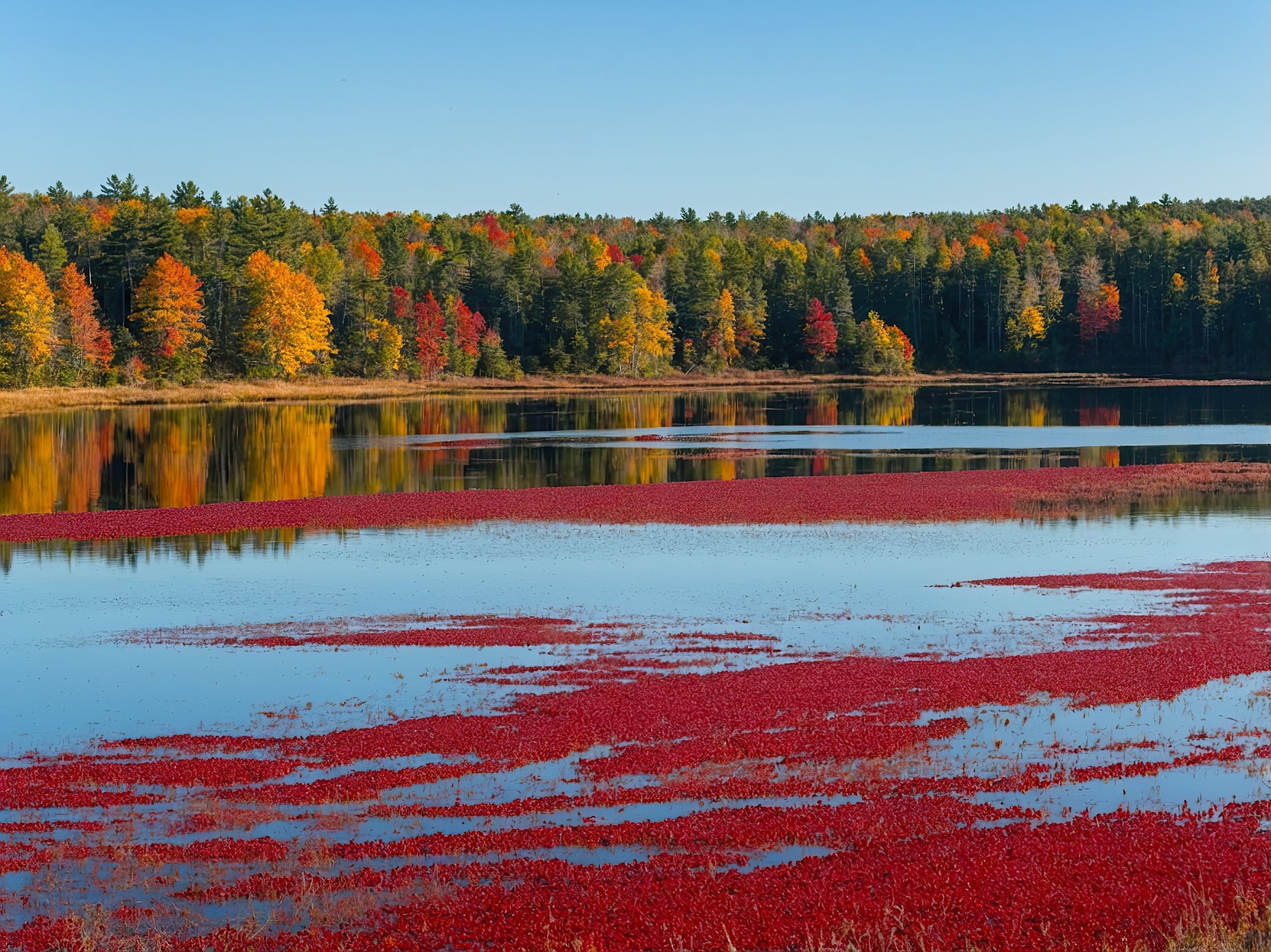 Cape Cod Cranberry Bog Photos – Bob Amaral Photography